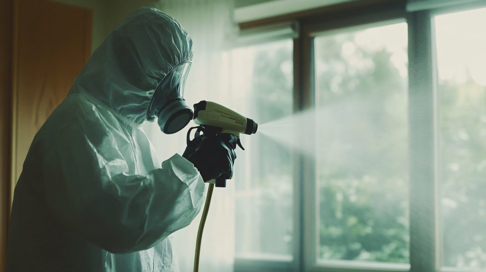 El impacto de las plagas en la salud humana: qué necesitas saber ...